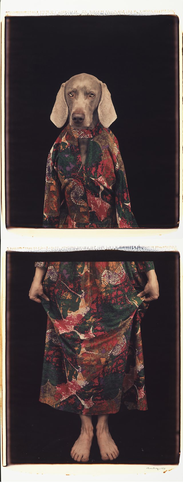 BBC Arts - BBC Arts - Pup art: Polaroids of William Wegman’s loyal ...