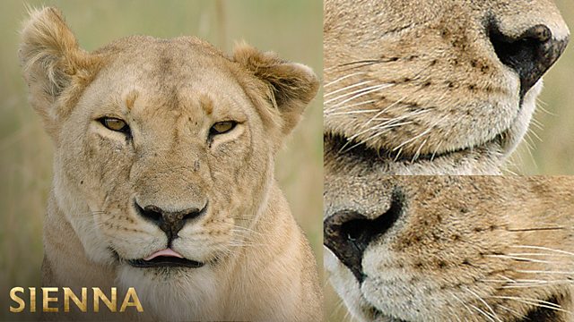 BBC One - Dynasties - Lion ID guide