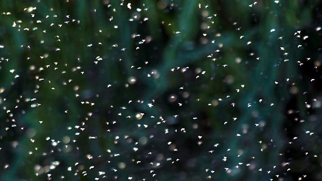 BBC Scotland - BBC Scotland - Beware the bloodsuckers! Why midges only ...