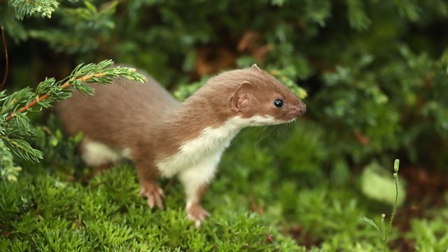 BBC Two - Natural World - Twiz: The Story of an Adorable Rescue Weasel