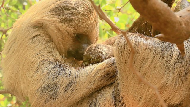 BBC Radio 4 - Radio 4 in Four - 10 incredible facts about the sloth