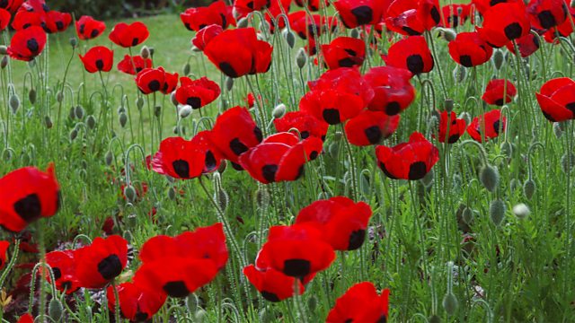 BBC Radio 4 - Natural Histories - Eight surprising facts about the poppy