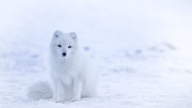 BBC One - Snow Animals - Stunning survivors: the secret skills of snow ...