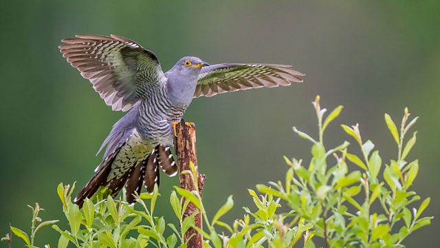 BBC Radio 4 - Radio 4 in Four - 12 Spring words to celebrate the new season