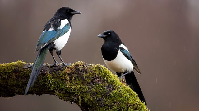 BBC Radio 4 - Radio 4 in Four - Seven birds and their mysterious folklore