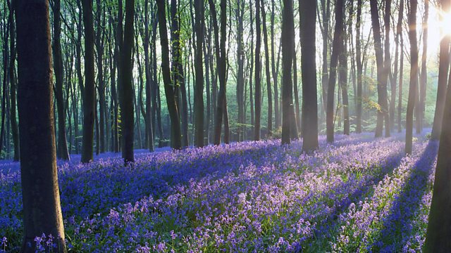 BBC Radio 4 - Rare Earth - Should we just leave nature alone?