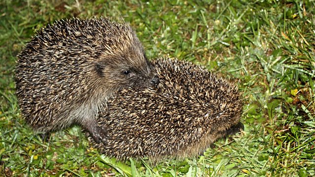 BBC Blogs - Springwatch - The hidden lives of hedgehogs