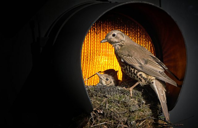 BBC Two - Springwatch - Photographer takeover: Chris and Megs' favourites