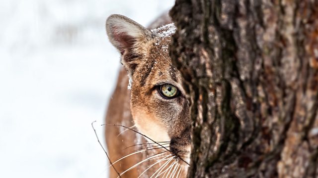 BBC Radio 4 - Radio 4 in Four - Six animals that eat people