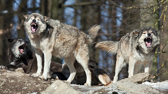 BBC Radio 4 - Radio 4 in Four - Six animals that eat people