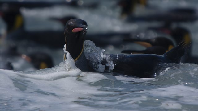 BBC One - Penguins: Meet the Family - How many penguins are there?