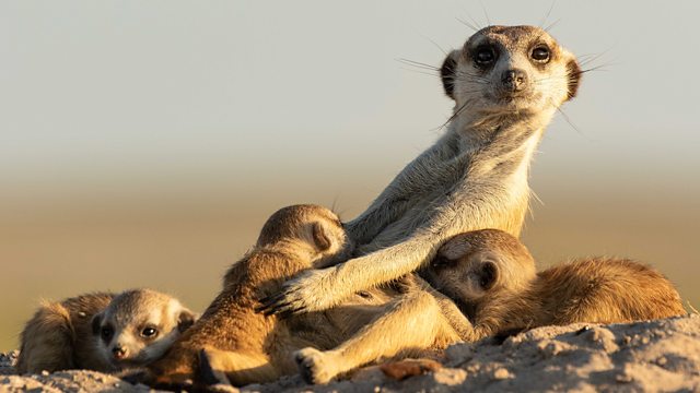 BBC One - Dynasties - Kidnapping babies and other strange meerkat behaviour