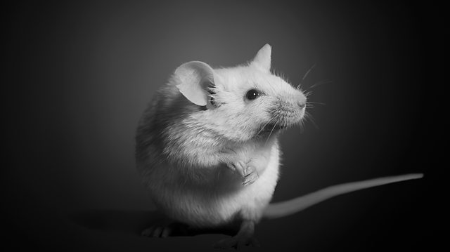 BBC Radio 4 - The Battersea Poltergeist - Britain's Strangest Hauntings