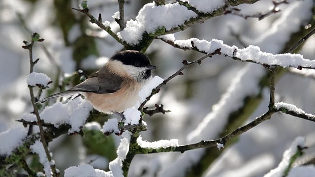 BBC Two - Winterwatch - Winter wildlife photography