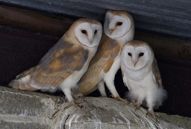 BBC Two - Springwatch - In pictures... The magic of spring