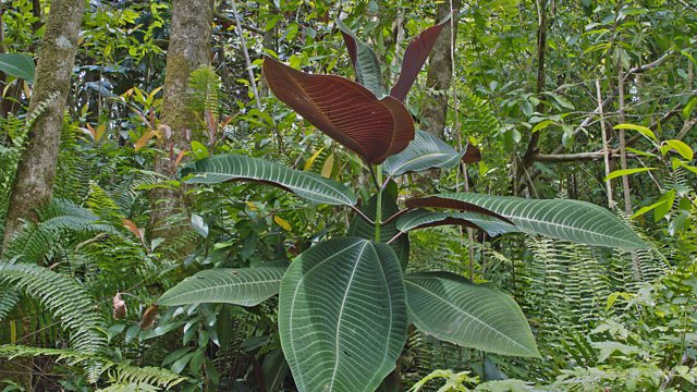 BBC One - The Green Planet - Hawaii- the capital of plant endemics… and ...