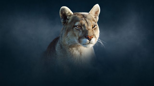 BBC One - Dynasties - Puma ID guide