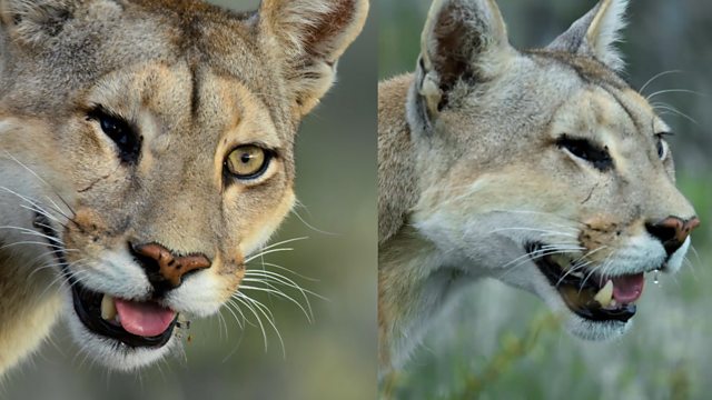 BBC One - Dynasties - Puma ID guide