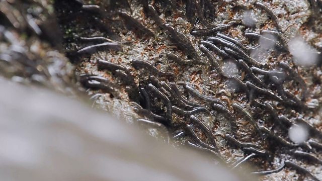 BBC One - Planet Earth III - The rock-climbing gobies of Bioko