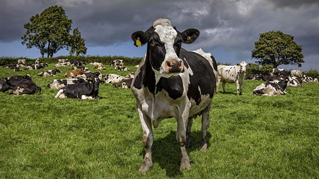 BBC Radio 4 - The Cows Are Mad - The Cows are Mad: Ten things we ...