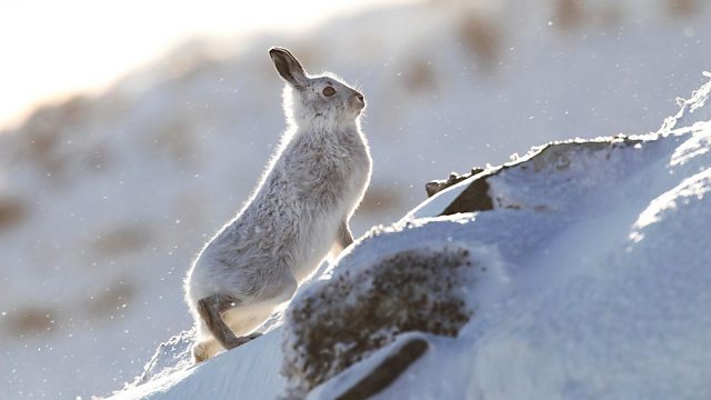 BBC Two - Winterwatch - How to help wildlife this winter