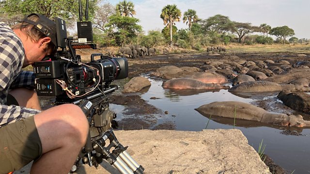 BBC One - Mammals - Overcrowding hippos in Tanzania's dry season