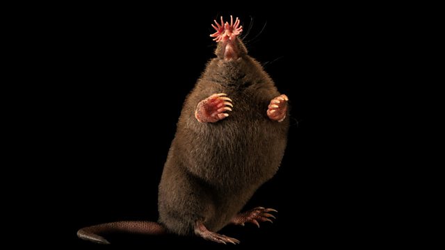 BBC One - Mammals - 25 years studying a remarkable mammal - the star ...