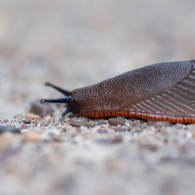 BBC One - Morning Live - Mark Lane - Slugs & Pests