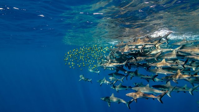 BBC One - Asia - Reef rivals: sharks on the hunt for Moorish idols