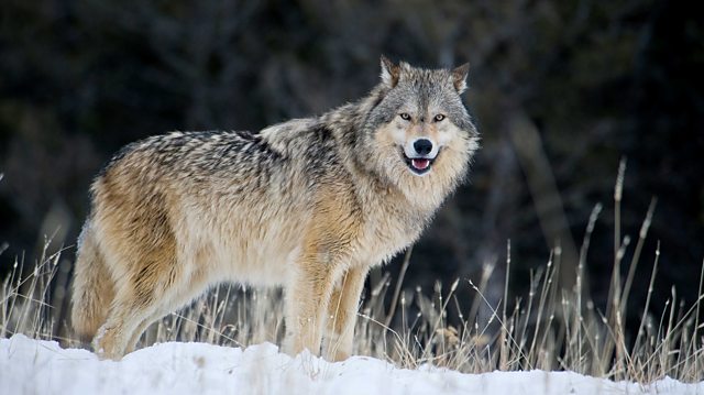 BBC Radio 4 - Rare Earth - Should we be afraid of the wolf?
