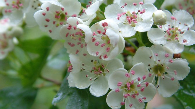 Signs of Spring - Signs of Spring - BBC