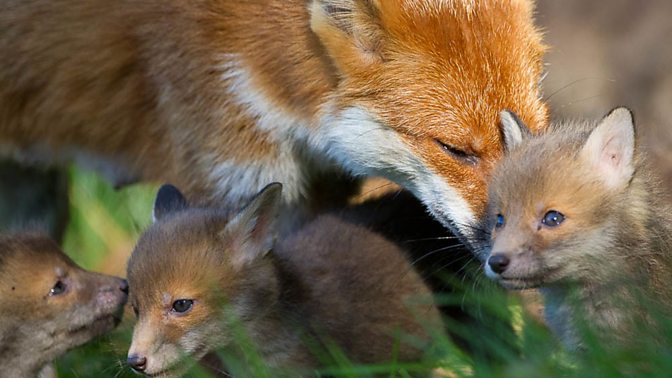 Springwatch 2021 - Springwatch 2021 - BBC