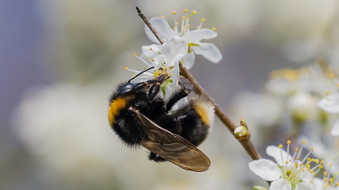 Springwatch 2021 - Springwatch 2021 - BBC