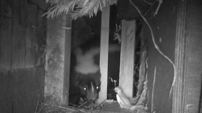 Real Paranormal Animals