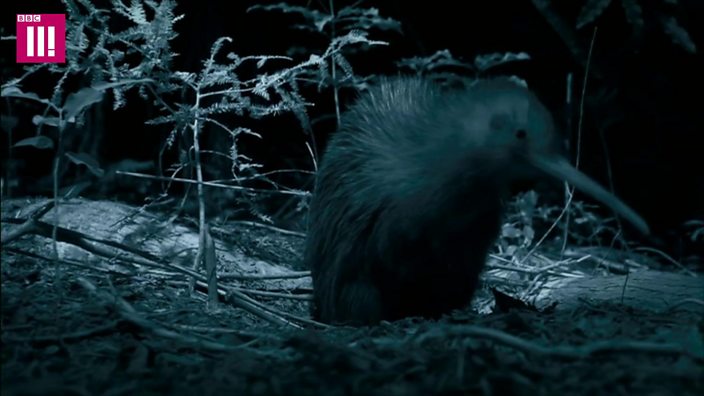 New Zealand to be free of alien predators by 2050 - BBC Three