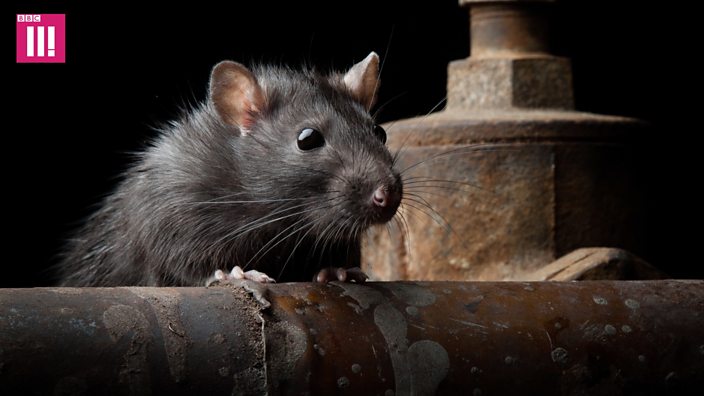 Paris Love Rats - BBC Three