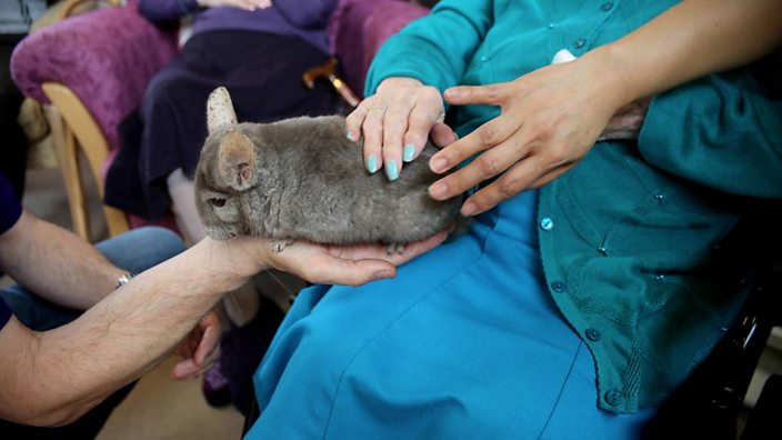 Inside the furry world of a therapy pet - BBC Three