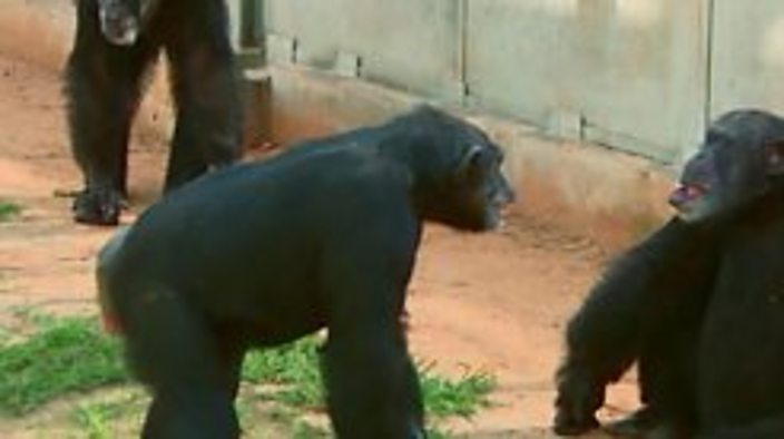 When a male and female chimp meet for the first time - BBC Three