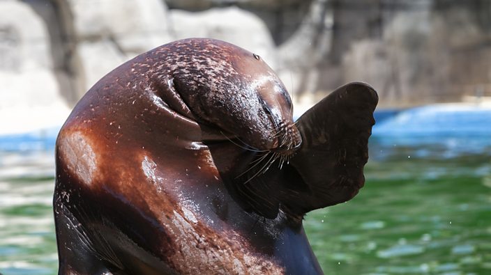 There's a new book that tells you which animals fart - BBC Three