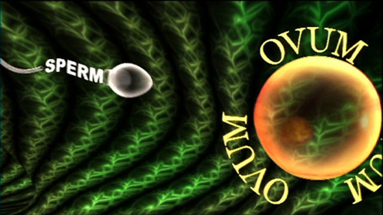 BBC Two - KS4 Curriculum Bites, Science 14-16, Gaseous exchange in the ...