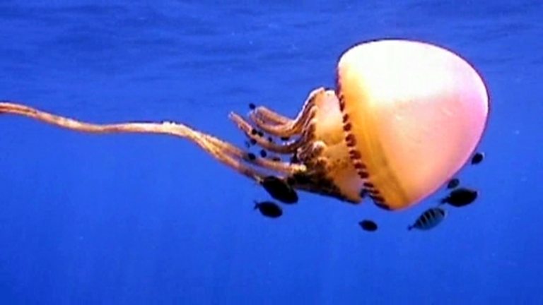 BBC Two - Science Clips, Moving and Growing, Invertebrates