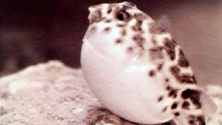 BBC Two - Bitesize Primary, Darwin's Album, Predators and Prey, Which ...