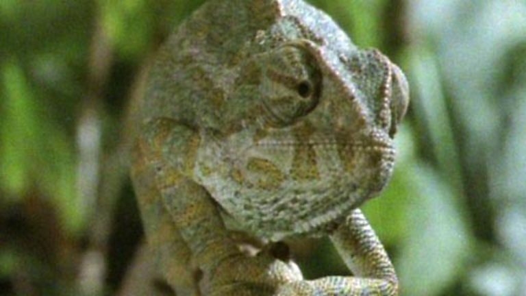 BBC Two - Bitesize Primary, Darwin's Album, Predators and Prey, How do ...