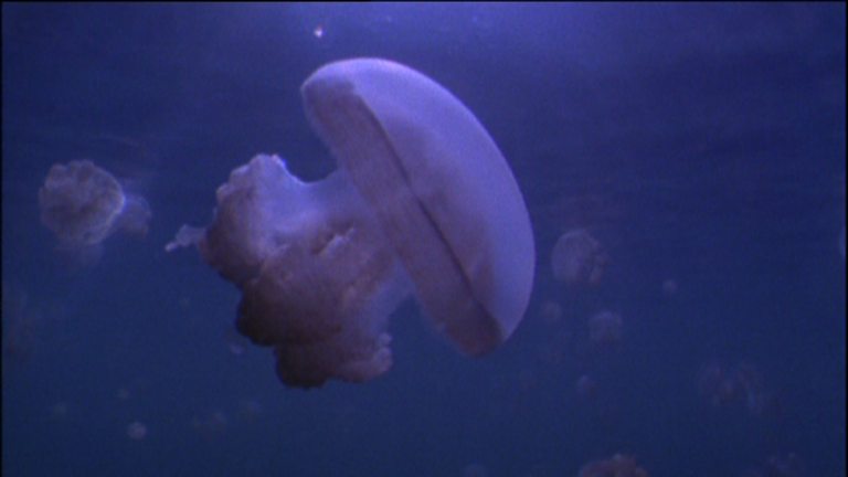 CBeebies - Our Planet, Waterbirds and Textures, Habitats - birds that ...