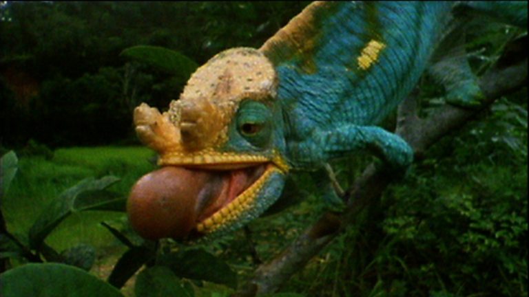 CBeebies - Our Planet, Hunters and Animals in Trees, How animals catch ...