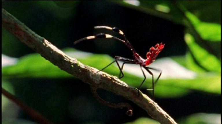CBeebies - Our Planet, Animal Babies and Minibeasts, African animals ...