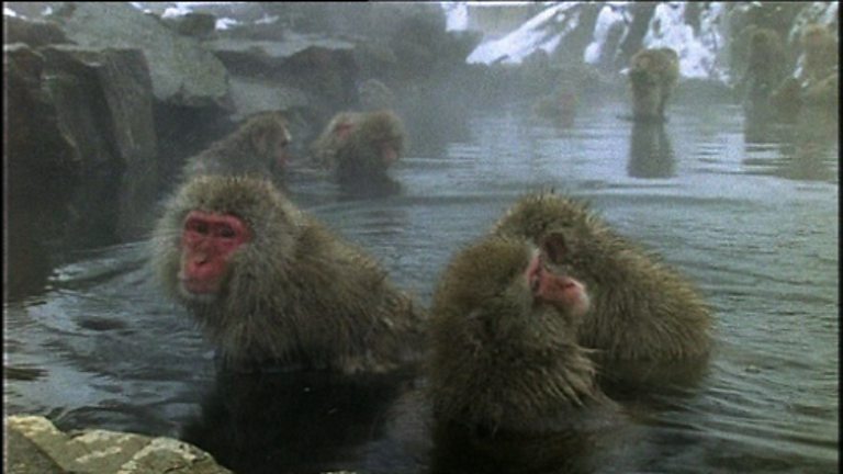 CBeebies - Our Planet, Monkeys and Birds Flying, Different types of ...