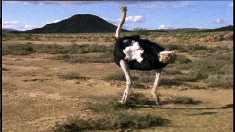 CBeebies - Our Planet, Big Animals and Underground Animals, Habitats ...