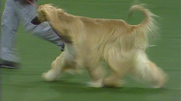 BBC Two - Bitesize: Biology, Variation in dogs