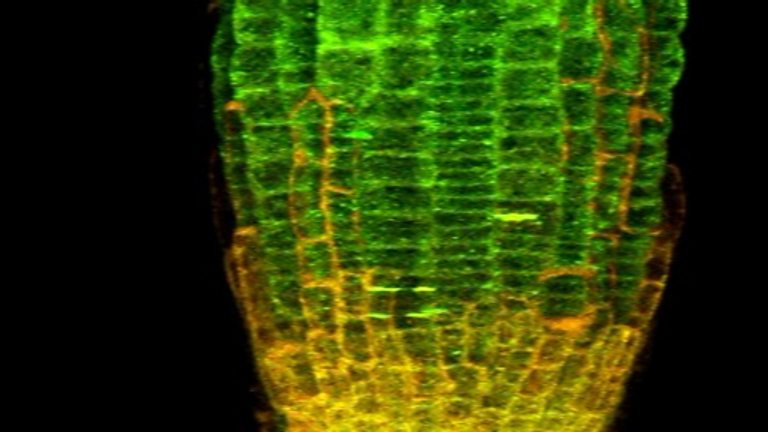 BBC Four - Botany: A Blooming History, A Confusion of Names, The ...